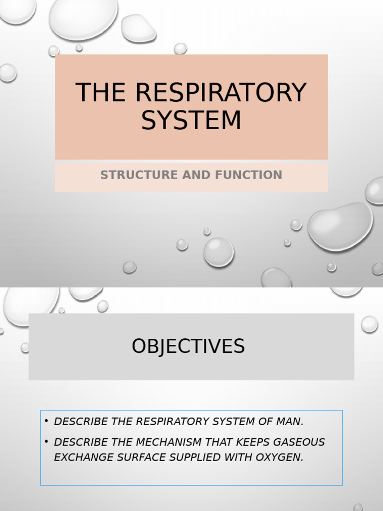 Respiratory System-Structure and Function | PDF