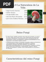 Resumen Reino Fungi Con Imagenes | PDF