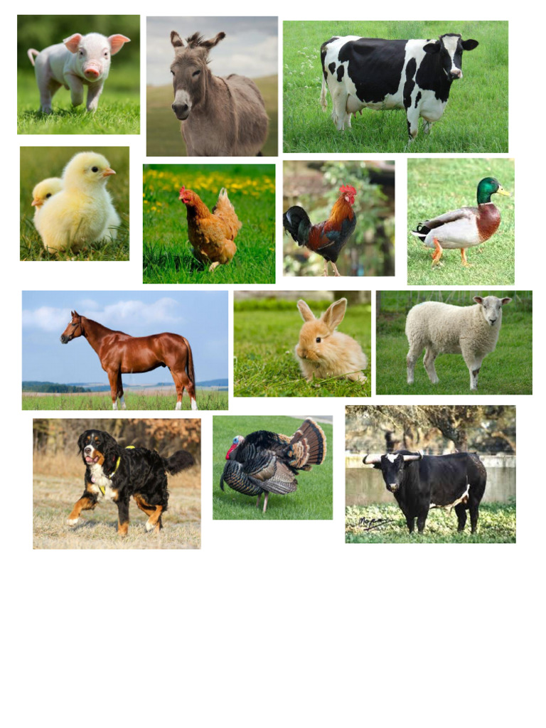 Animales de Granja | PDF