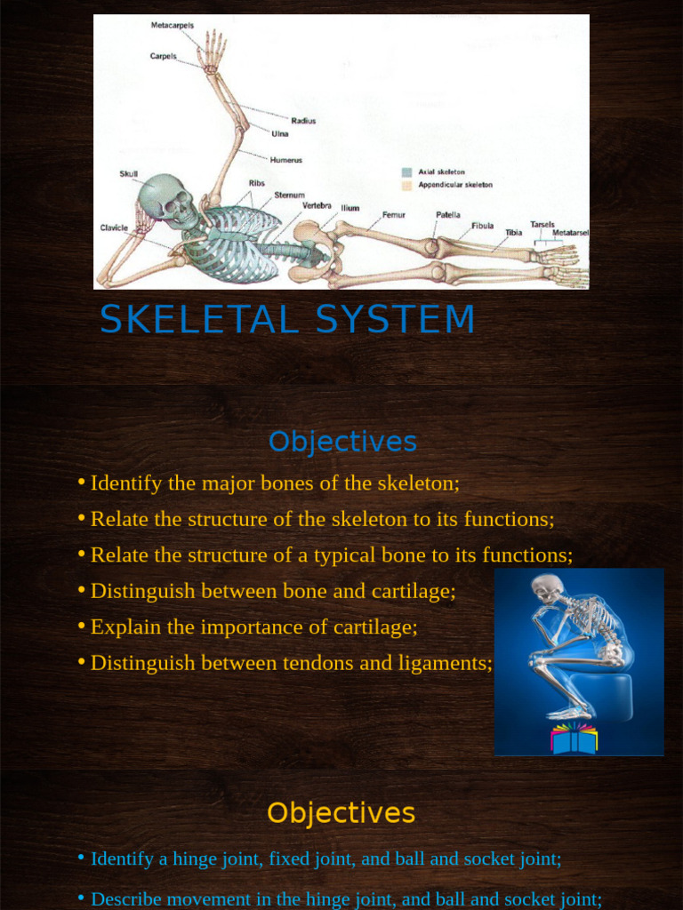 Skeletal System Lesson | PDF | Skeleton | Bone