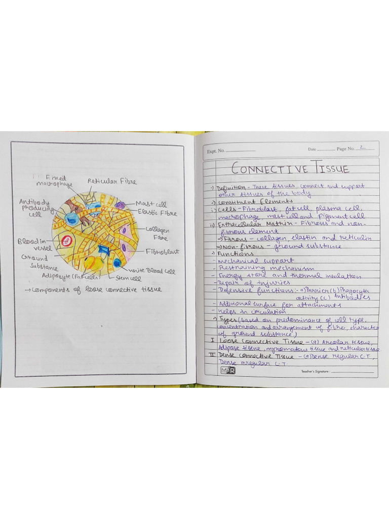 General Anatomy | PDF