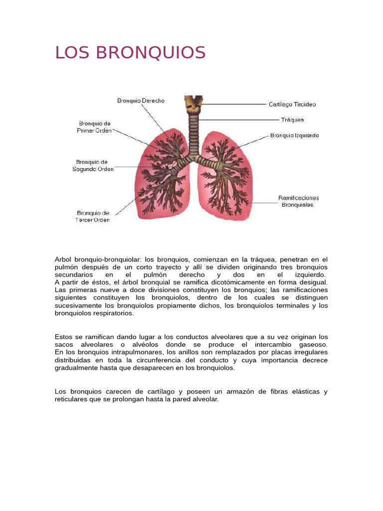 Función y Estructura de los Bronquios | PDF