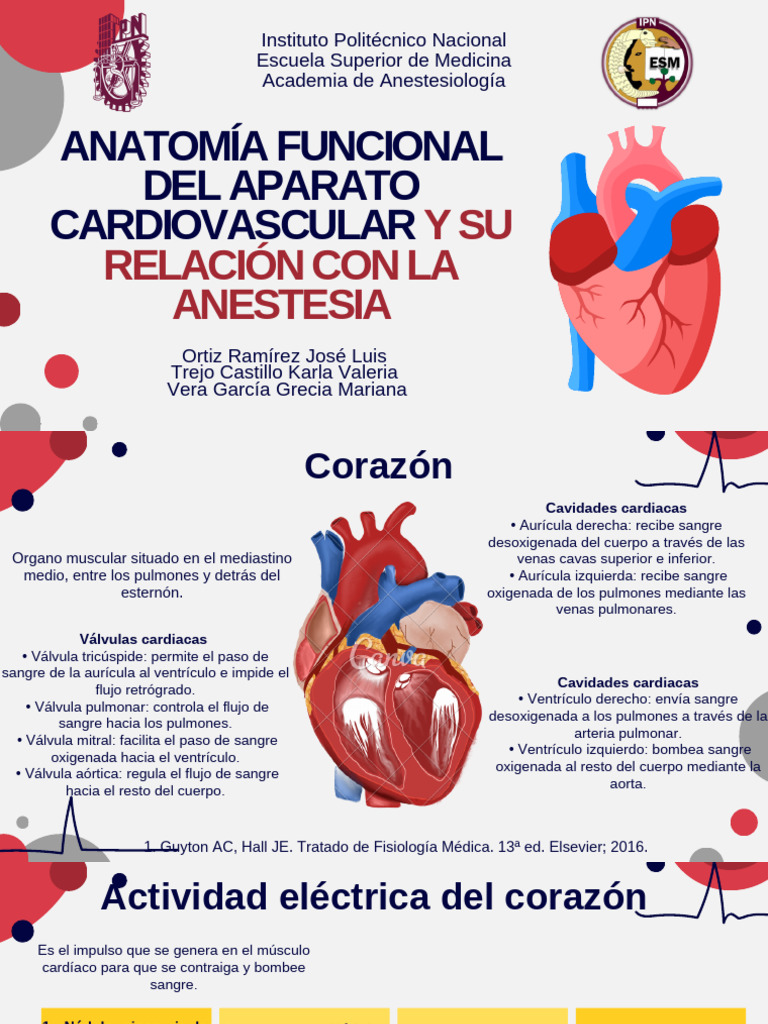 Anatomía Funcional Del Aparato Cardiovascular y Su Relación Con La ...