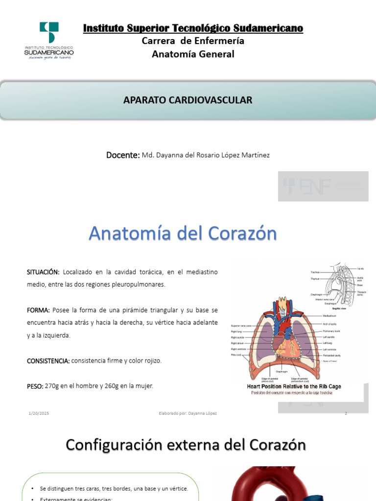Anatomía del Corazón: Estructura y Función | PDF | Ventrículo (corazón ...