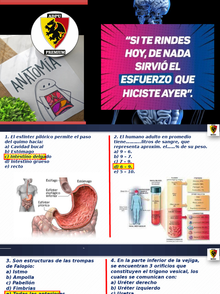 Anatom Ase 2023 Endo | PDF | Vena | Pulmón