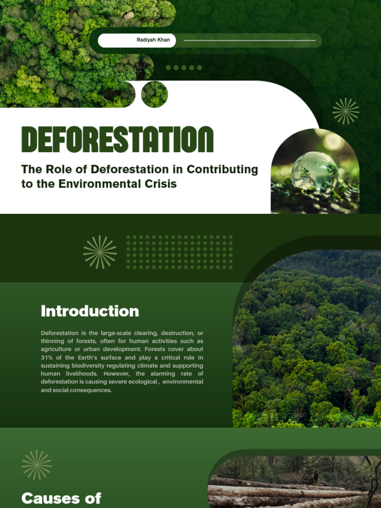 Deforestation's Impact and Solutions | PDF | Deforestation | Forests