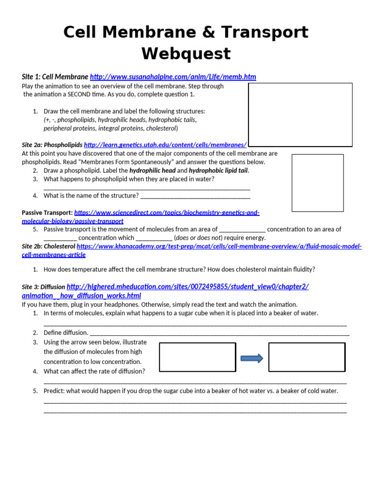 AP Cell Membrane and Transport Webquest | PDF | Cell Membrane | Osmosis