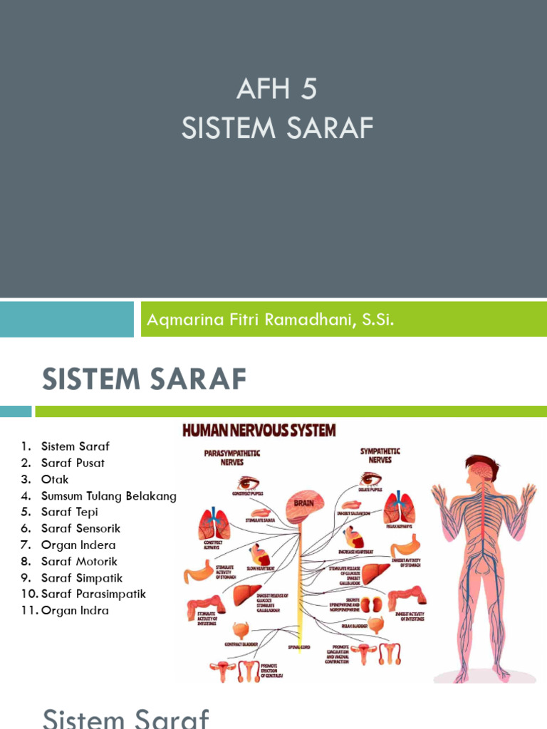 Struktur dan Fungsi Sistem Saraf | PDF