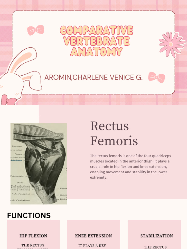 Comparative Vertebrate Anatomy | PDF | Human Leg | Knee