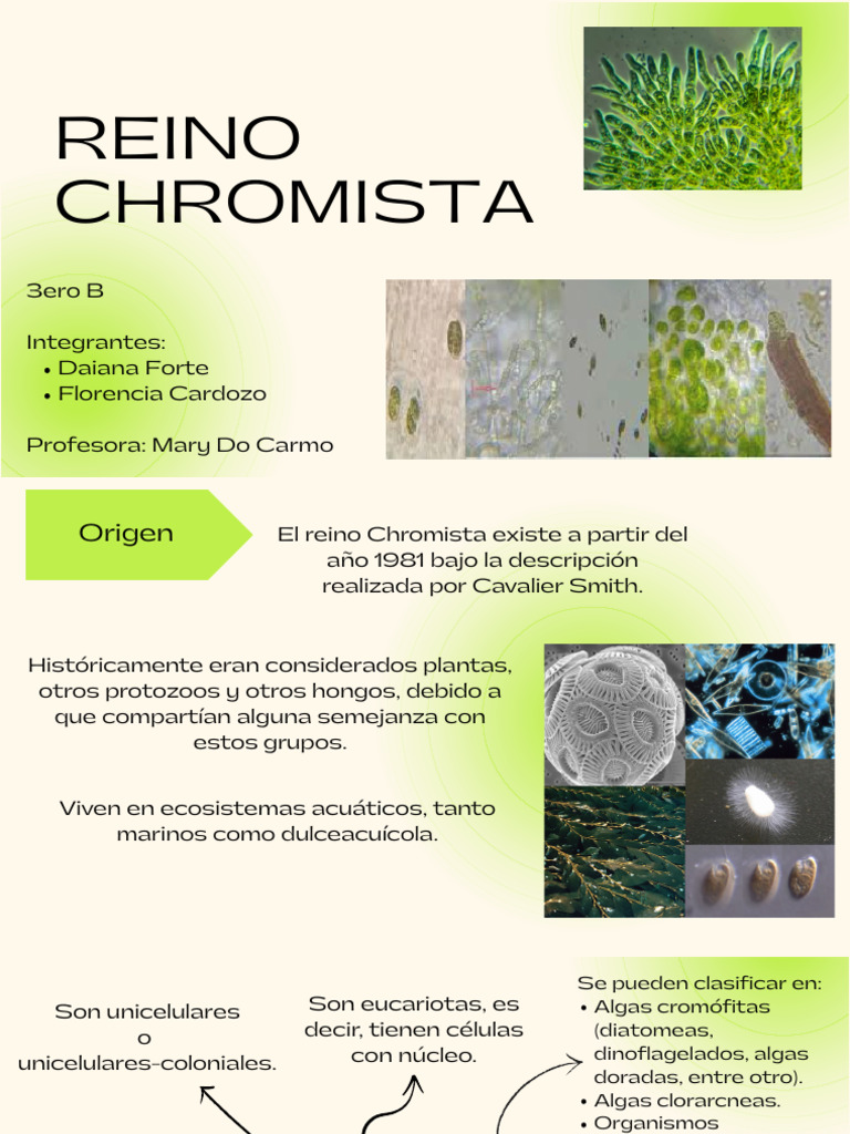 Reino Chromista | PDF | Algas | Biología