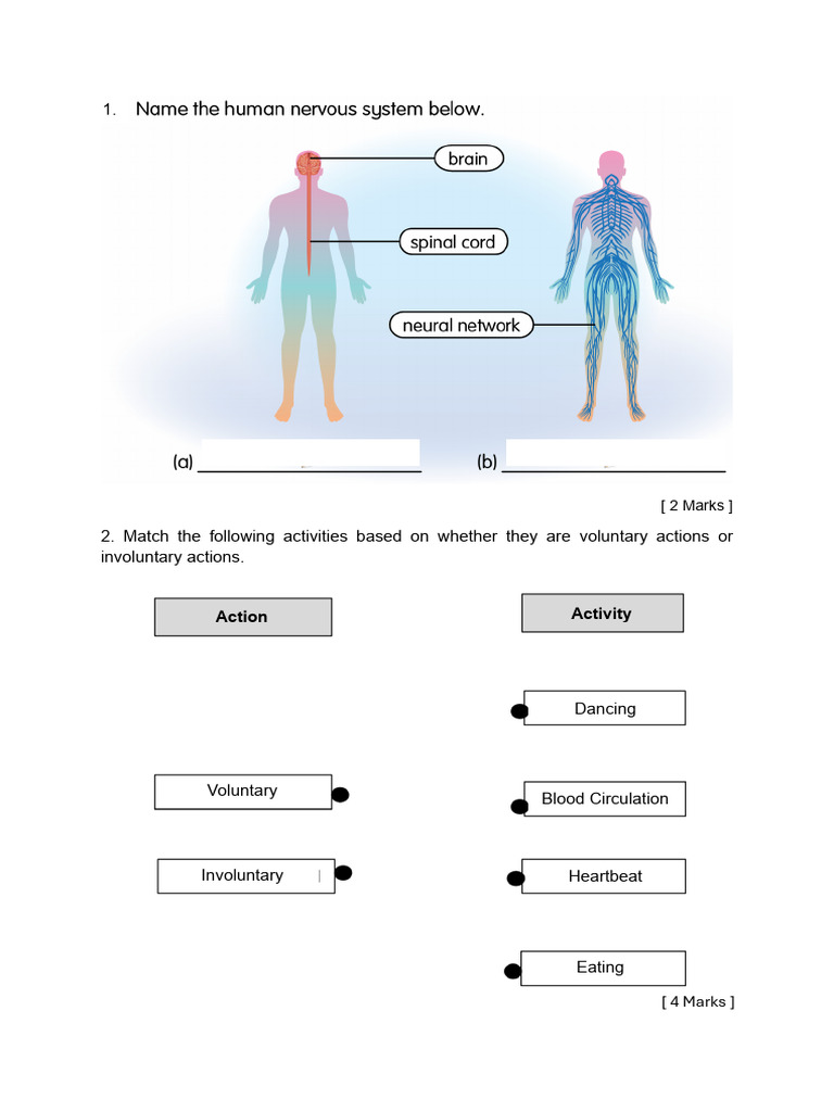 Voluntary vs Involuntary Actions Explained | PDF