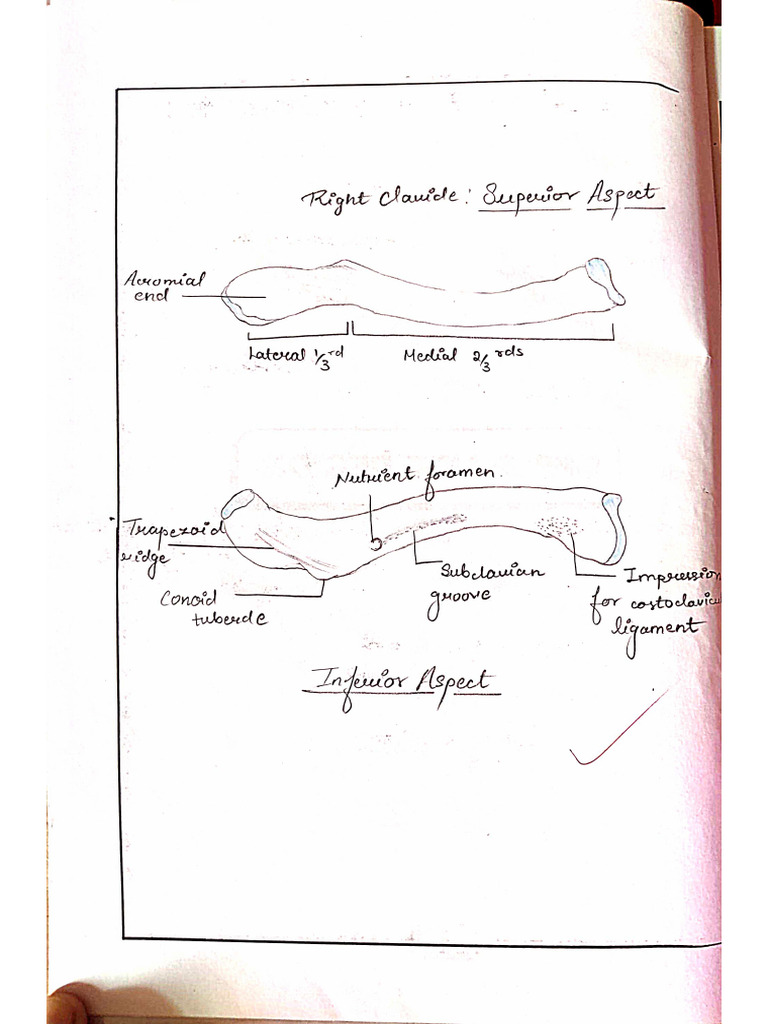 Anat File - 231110 - 231047 | PDF