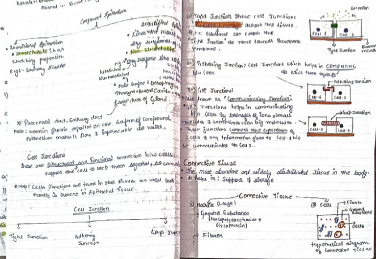 Neet Notes | PDF