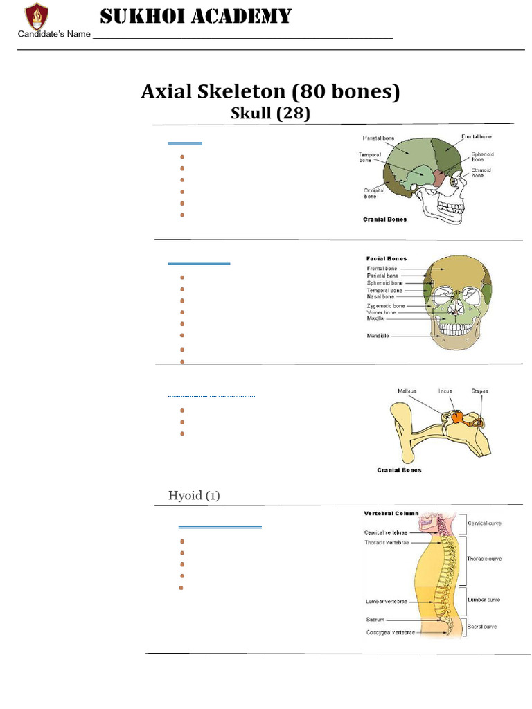 Axial Skeleton: 80 Bones Overview | PDF