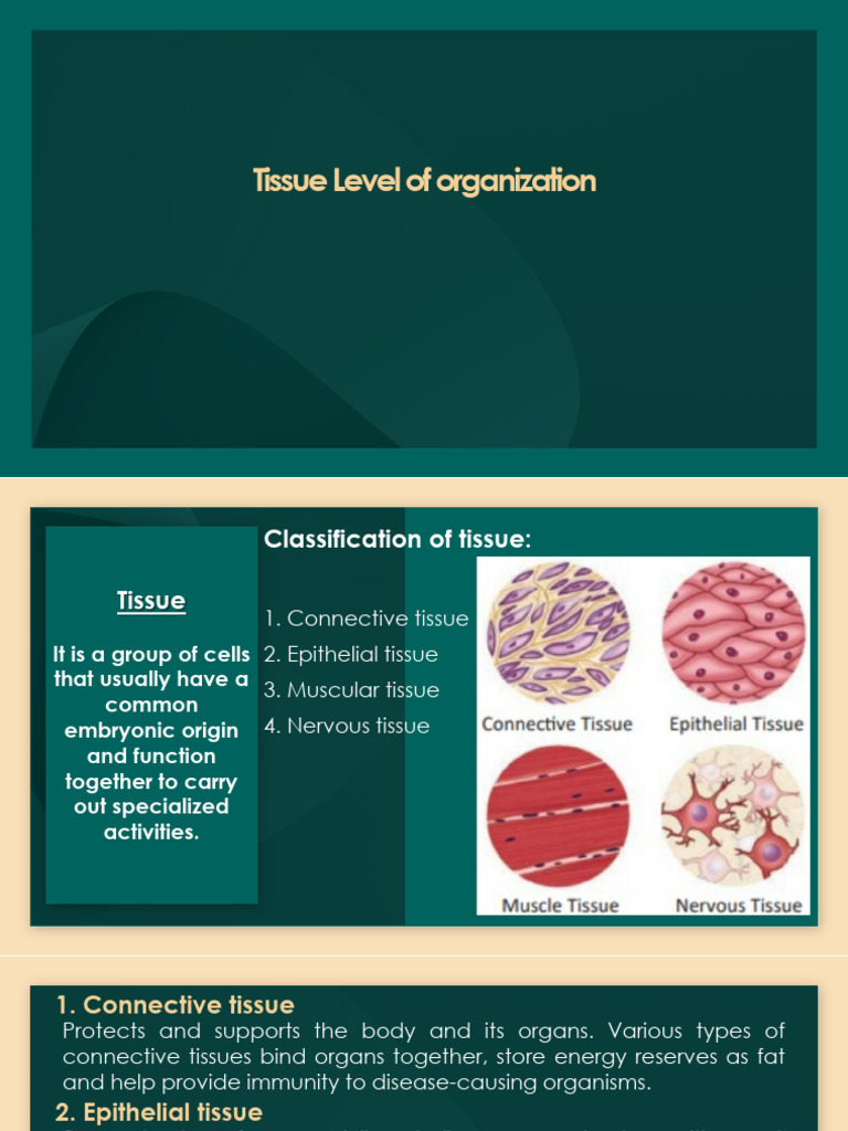 Tissue Level of Organization... | PDF | Epithelium | Tissue (Biology)