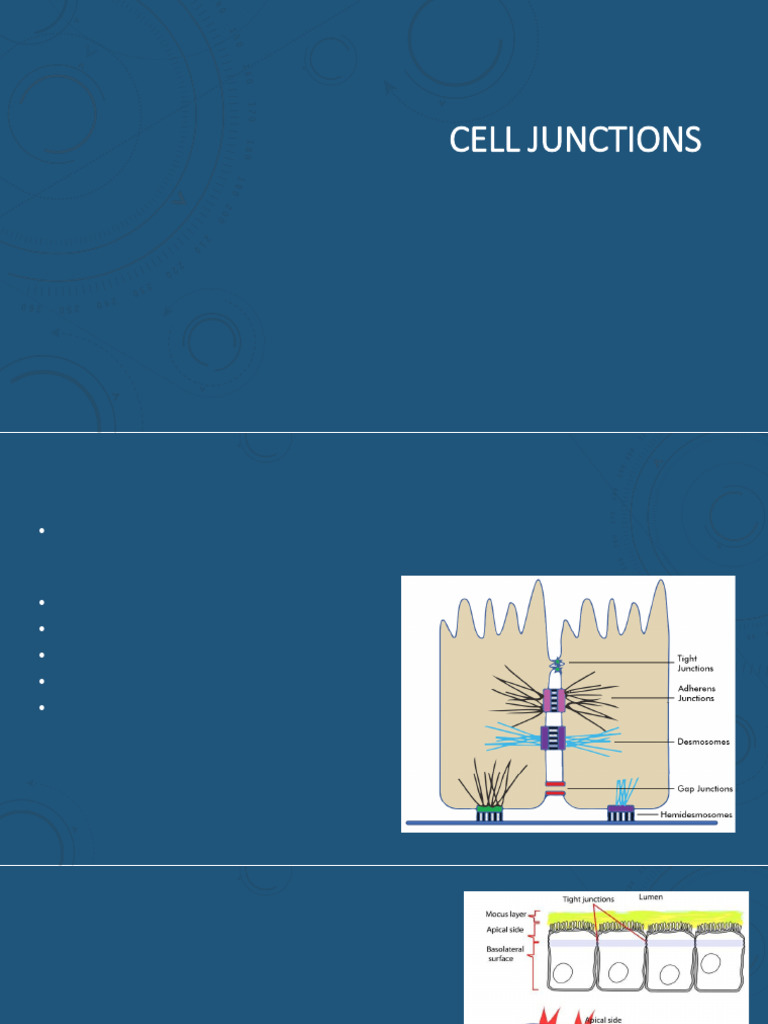 Cellular Level (Cell Junction) & (Cell Communication) | PDF | Cell ...