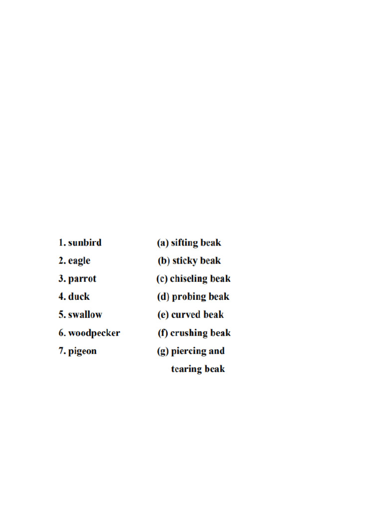 Birds and Beak Worksheet Class4 | PDF