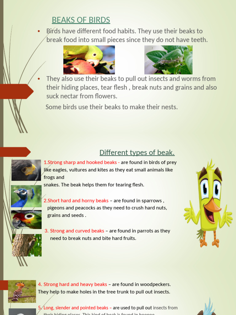 Types of Bird Beaks and Their Uses | PDF
