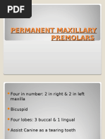 Maxillary 1st Premolar | PDF | Dental Anatomy | Tooth