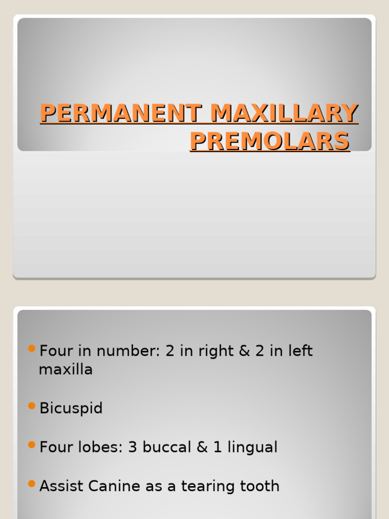 8 - Maxillary Premolars | PDF | Dental Anatomy | Primate Anatomy