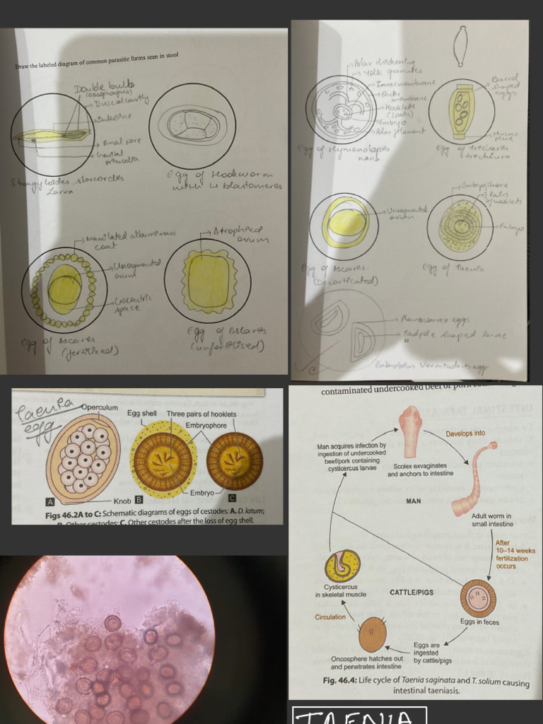 Eggs | PDF