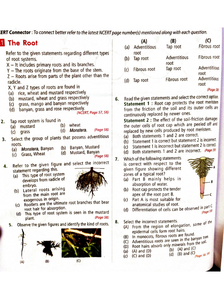 Root & Stem | PDF