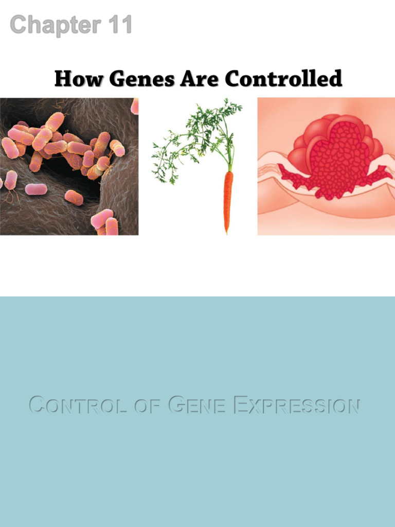 11 - Lecture - How Genes Are Controlled | PDF | Operon | Repressor