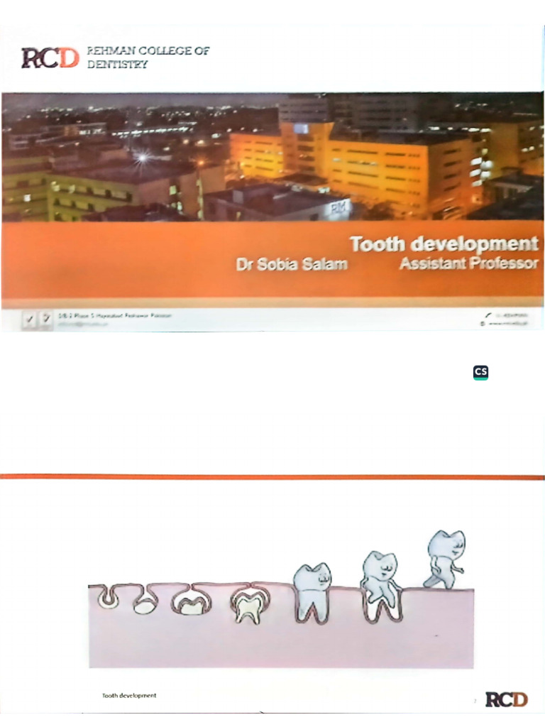 Tooth Development (Bud & Cap Stage) | PDF