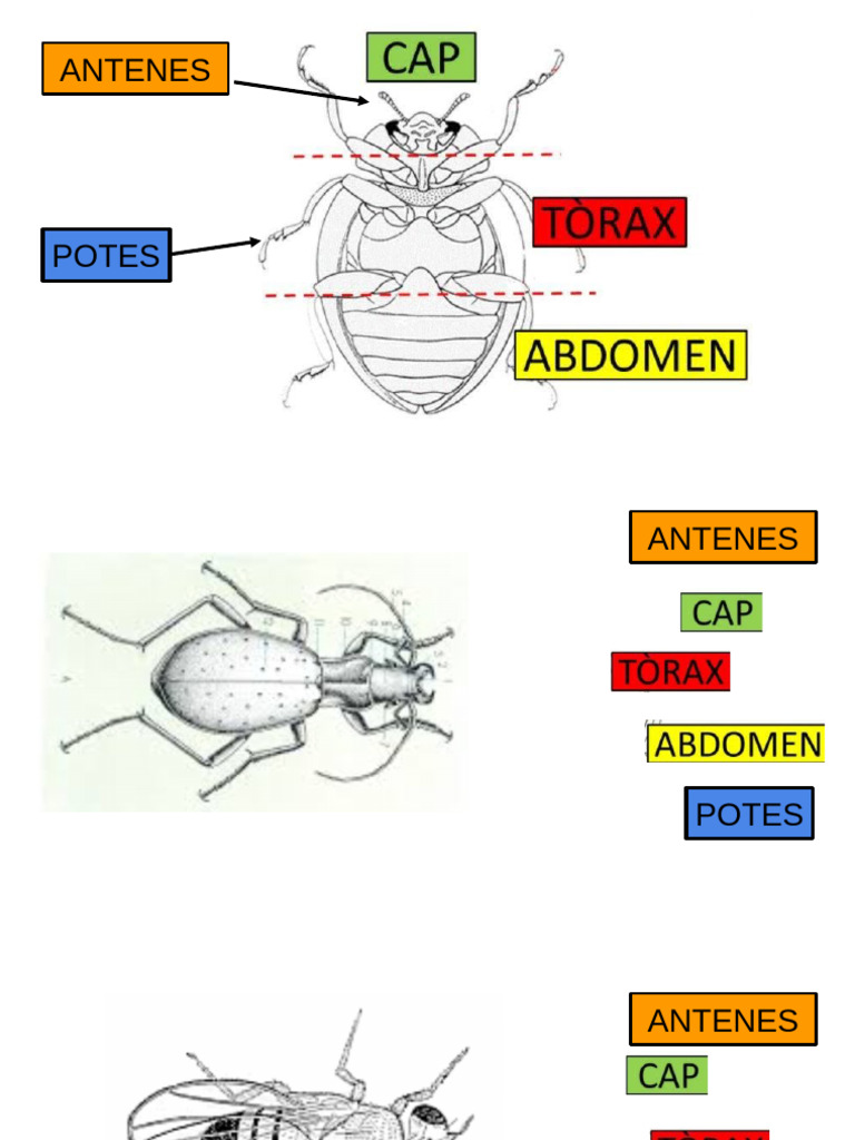 Parts Insectes | PDF