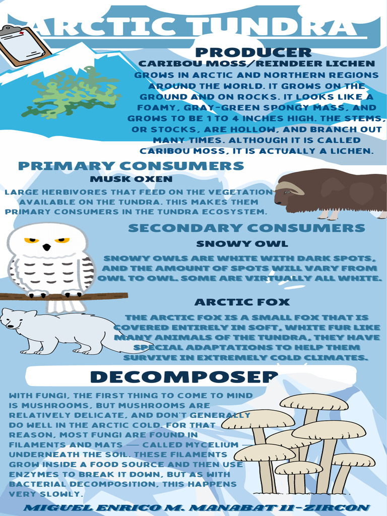 Artic Tundra | PDF