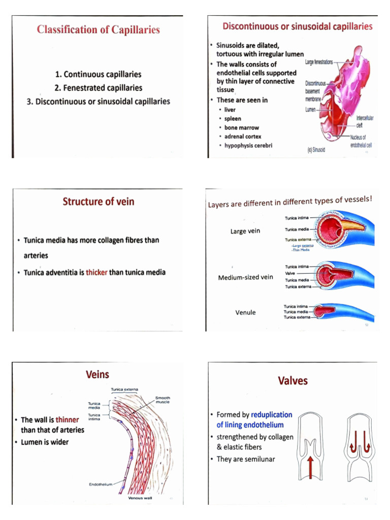 Gen. Anatomy 2nd Term All in One | PDF
