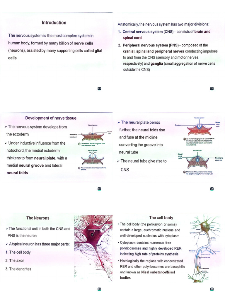 Histology 2nd Term All in One | PDF