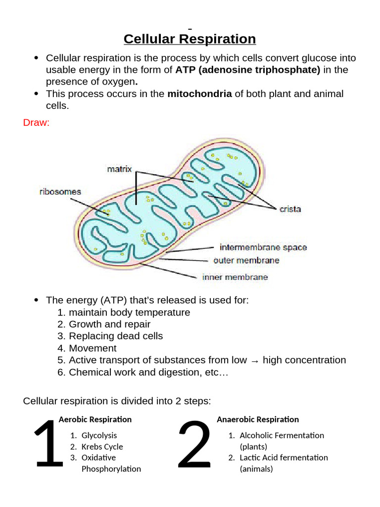 2.cellular Respiration NOTES 1 | PDF | Cellular Respiration | Adenosine ...