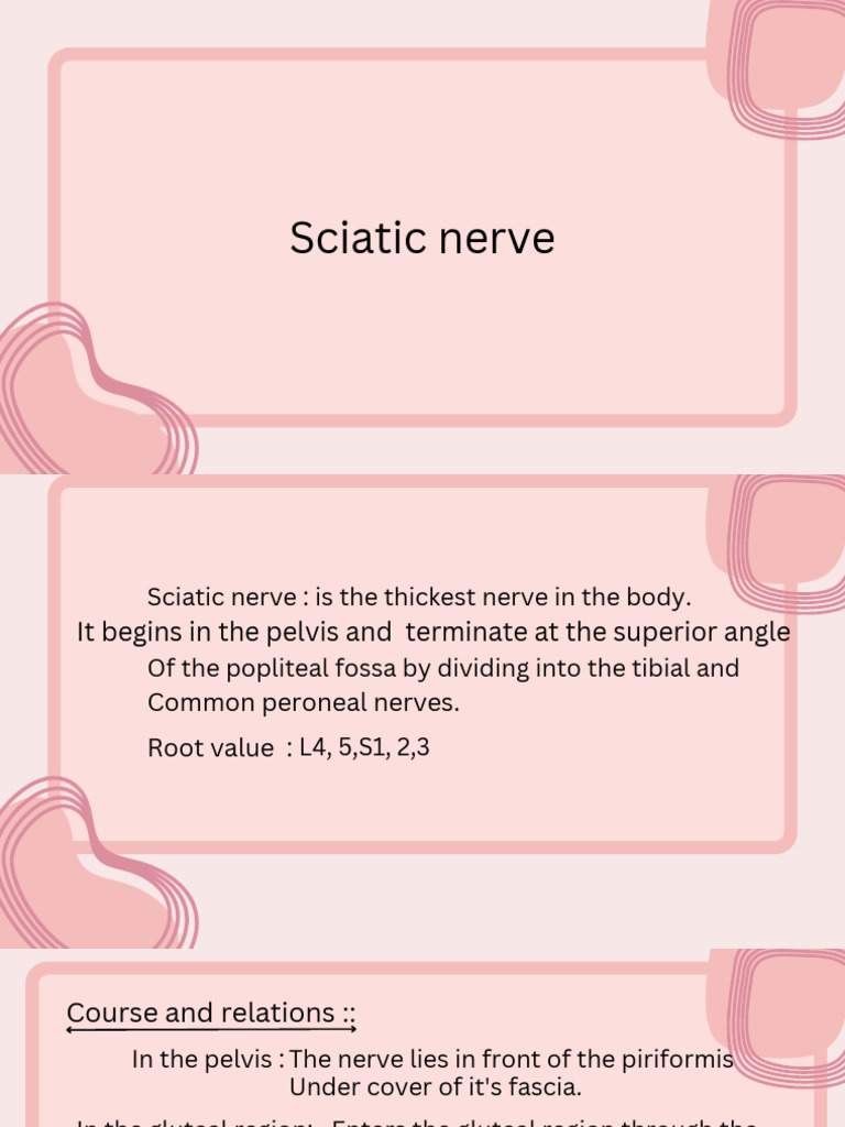 Sciatic Nerve | PDF