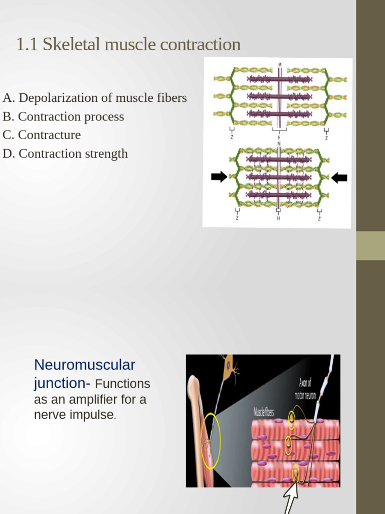 Ans040 Skeletal Muscle Contraction Alianor Aina A. | PDF | Muscle Contraction | Skeletal Muscle