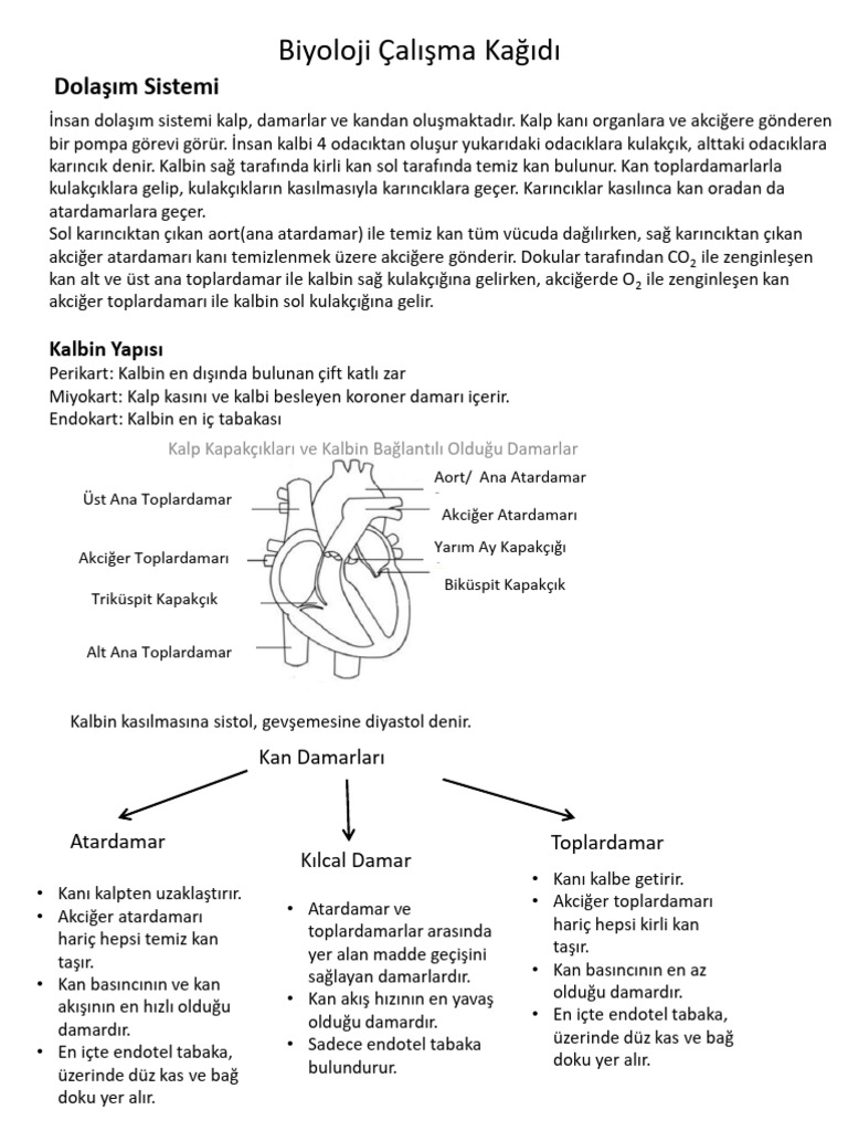 1742403246294_biyoloji_calisma_kagidi (1) | PDF