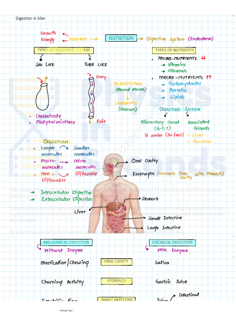 Digestion in Man | PDF
