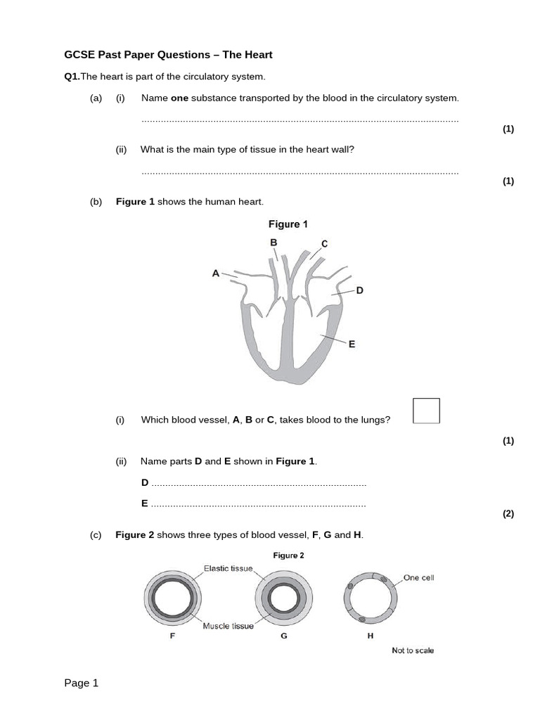 The Heart and CHD Past-Paper-Questions | PDF | Heart | Circulatory System