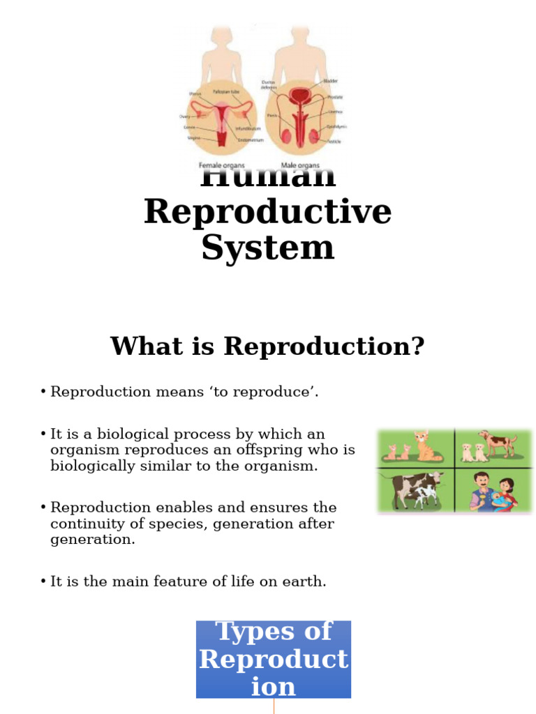Human Reproductive System | PDF | Menstrual Cycle | Luteinizing Hormone