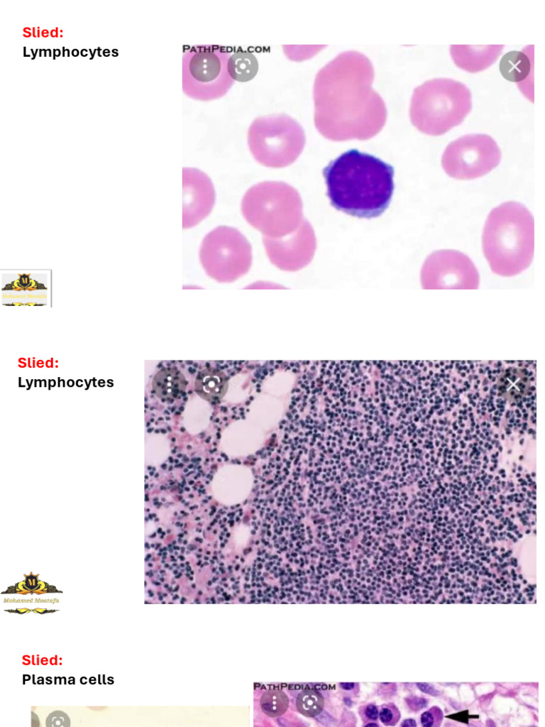 Practical Pathology | PDF