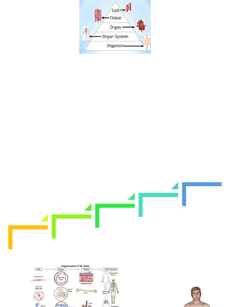 Cells. Tissues, Organs, Systems | PDF | Human Body | Tissue (Biology)