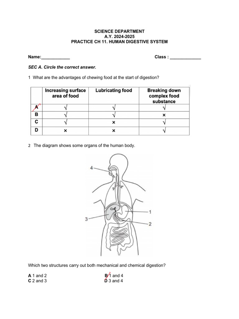 Human Digestive System Practice Quiz | PDF | Digestion | Human ...