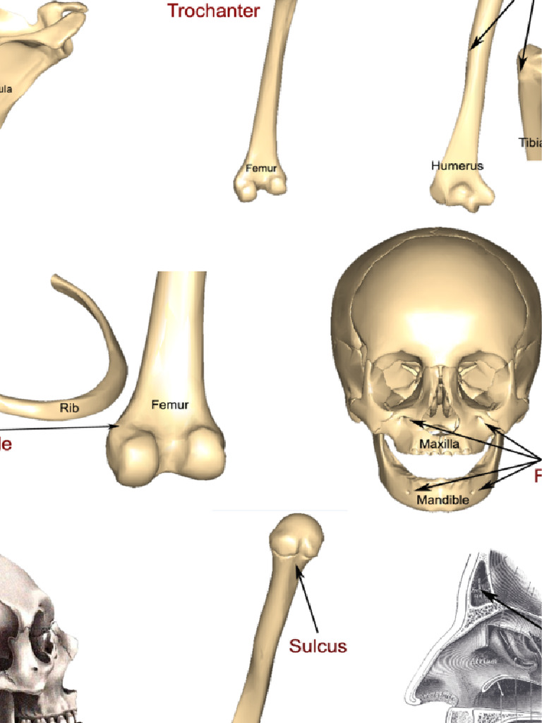 Bone Markings 2-1024x10243 | PDF
