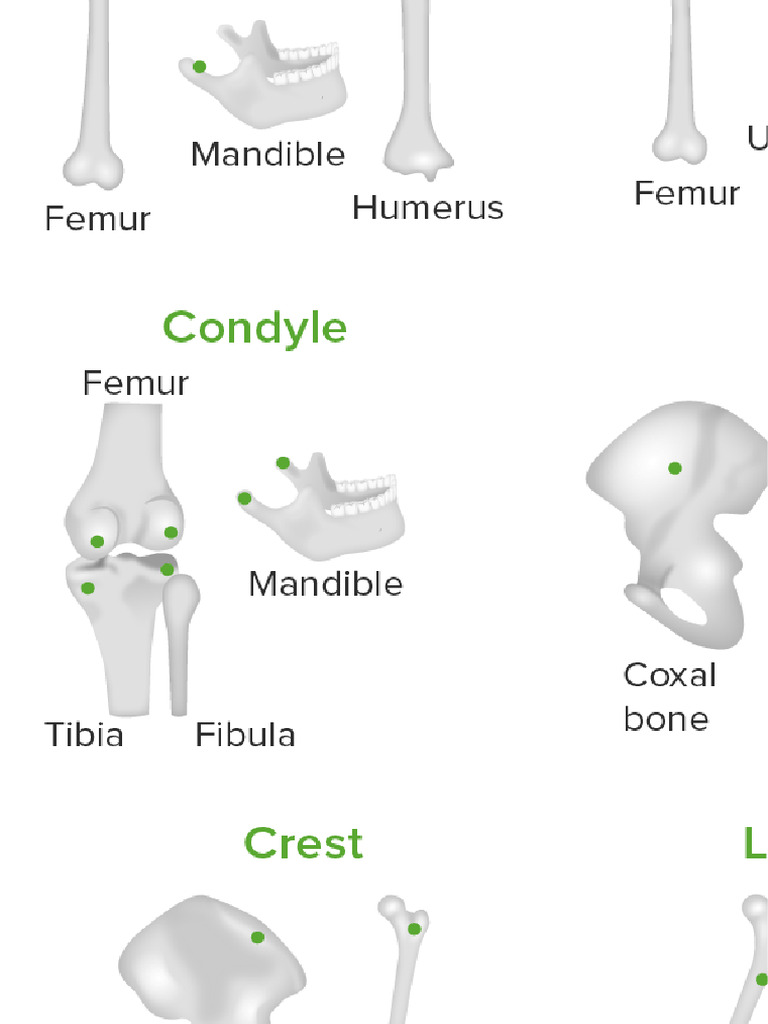 More-types-of-bone-markings-on-different-bones-in-the-body | PDF