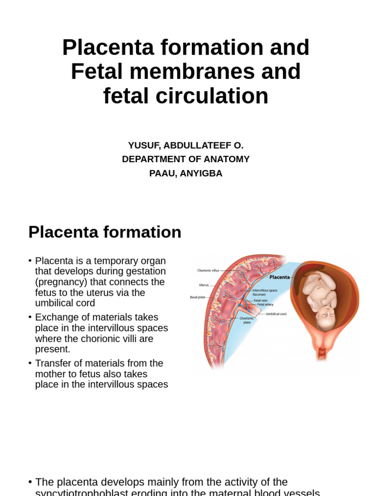 Placenta, Fetal Membranes, and Circulation | PDF | Placenta | Angiology