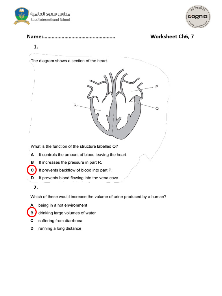 Worksheet CH 6,7 - Correction | PDF | Artery | Blood Vessel