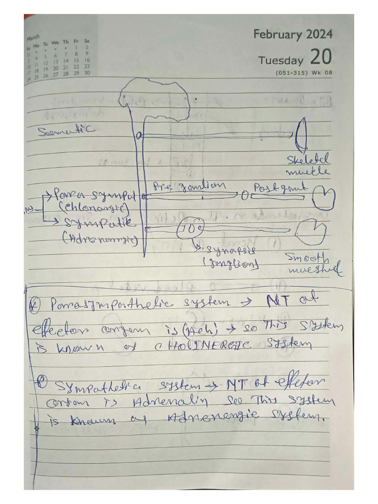 CNS System | PDF