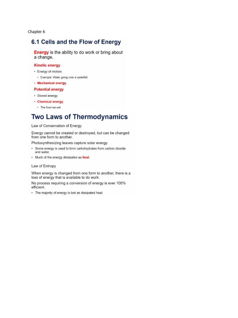 Chapter 6 Bio | PDF