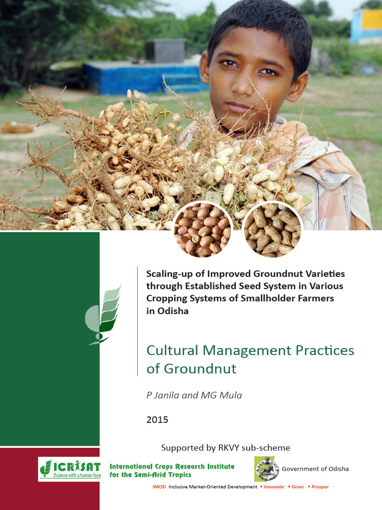 Cultural Management Practices | PDF | Peanuts | Nut (Fruit)