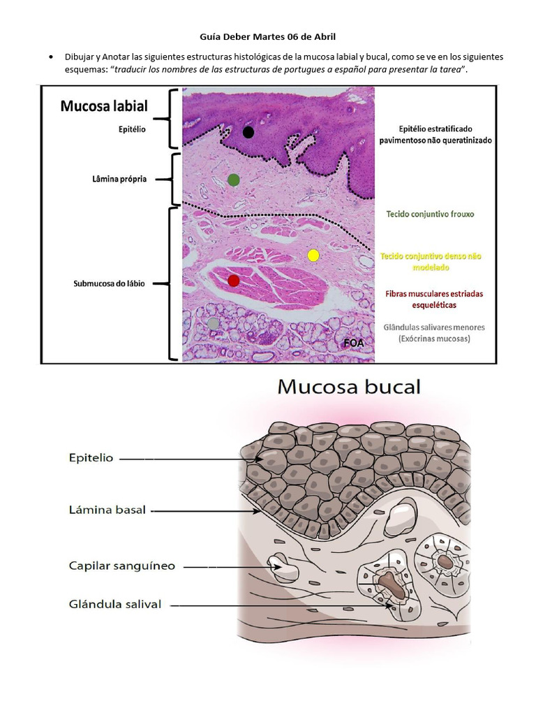 3.dibujo - Mucosa Labial y Bucal | PDF